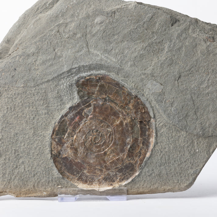 Psiloceras planorbis Ammonite – The Fossil Shop