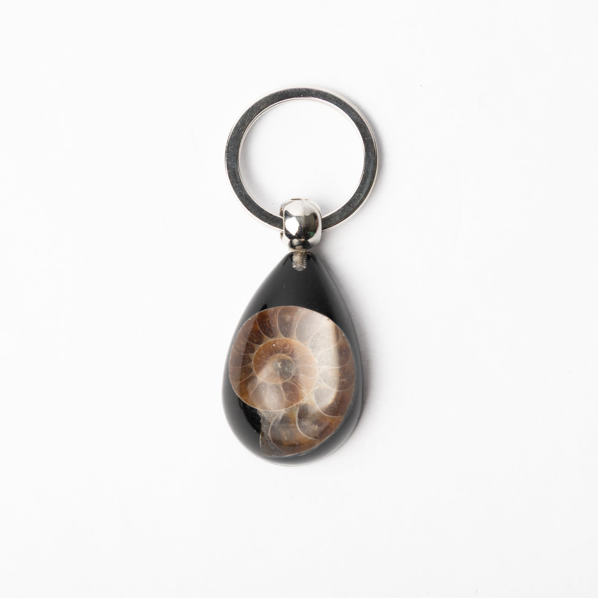 Cleoniceras sp. Ammonite Keyring – The Fossil Shop